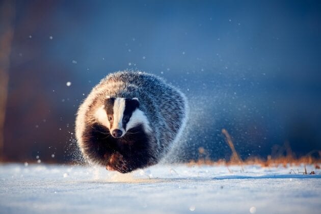 Badger Symbolism & Meaning & the Badger Spirit Animal UniGuide