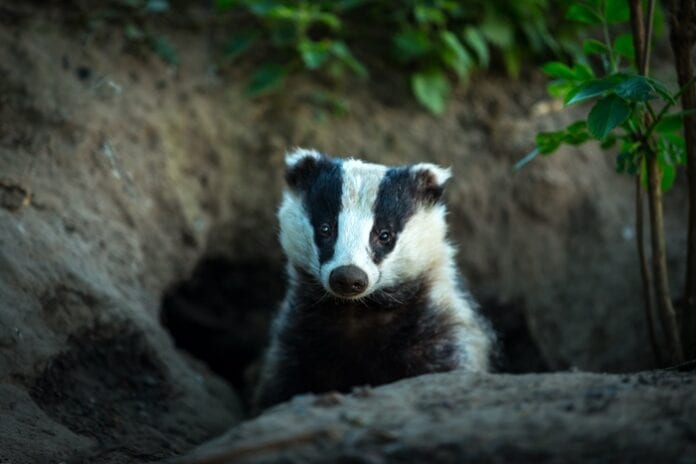 Badger Symbolism & Meaning & the Badger Spirit Animal UniGuide