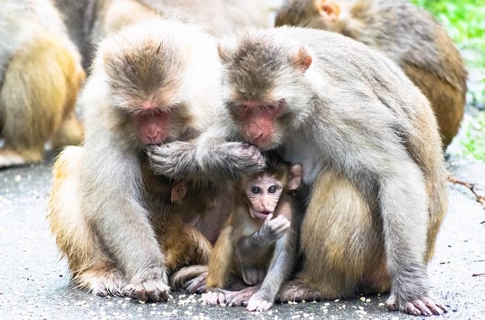 Baboon Symbolism & Meaning & the Baboon Spirit Animal