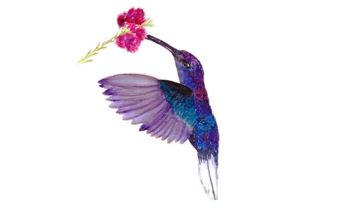 Native American Hummingbird Meaning