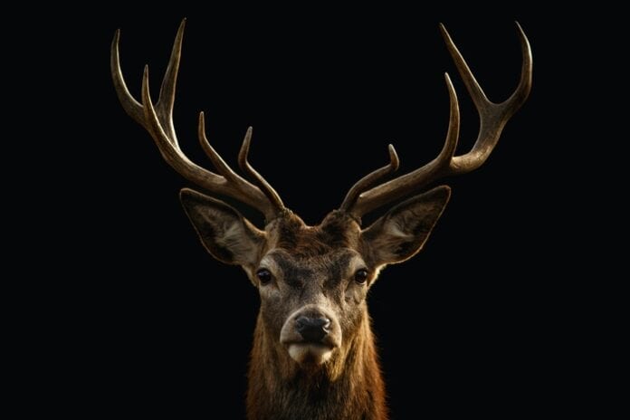 Stag Symbolism & Meaning & the Stag Spirit Animal | UniGuide