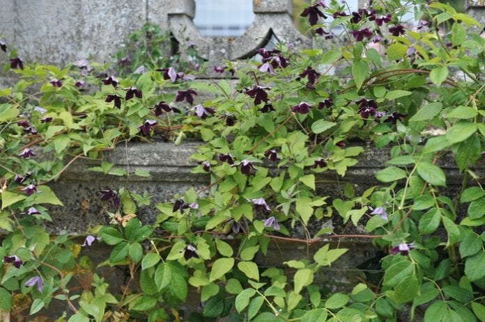 Clematis Flower Meaning, Symbolism, Mythology & Folklore