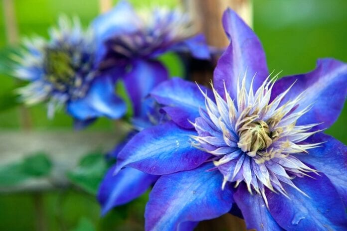 Clematis Flower Meaning, Symbolism, Mythology & Folklore