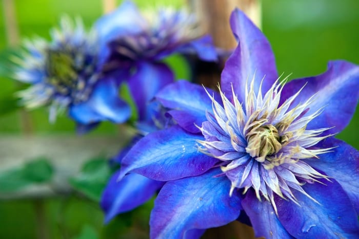 Clematis Flower Meaning, Symbolism, Mythology & Folklore