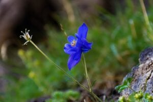 Columbine Flower Meaning, Symbolism, Mythology & Folklore | UniGuide