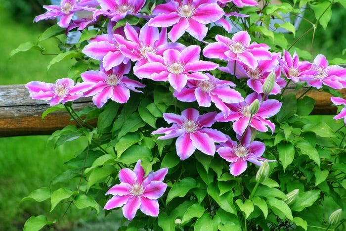 Clematis Flower Meaning, Symbolism, Mythology & Folklore
