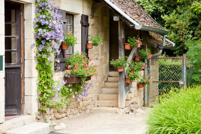 Clematis Flower Meaning, Symbolism, Mythology & Folklore