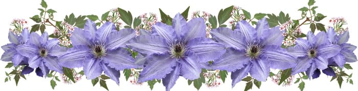Clematis Flower Meaning, Symbolism, Mythology & Folklore