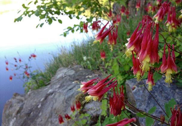 Columbine Flower Meaning, Symbolism, Mythology & Folklore | UniGuide
