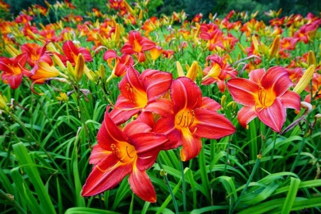 Lily Flower Meaning & Symbolism + Planting Lilies & Care Tips
