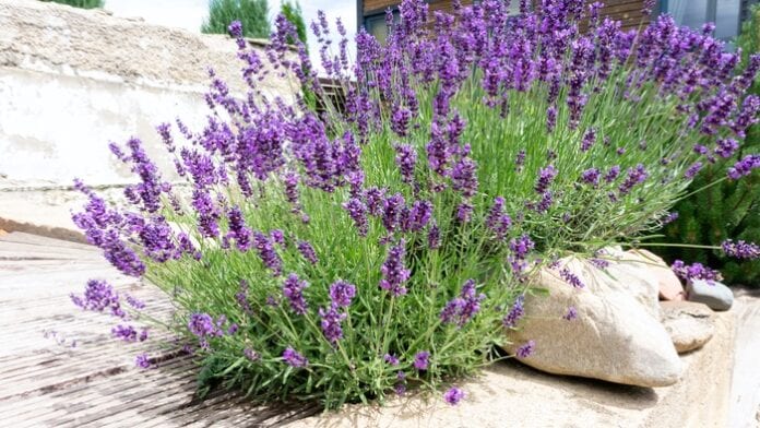 Lavender Flower Meaning, Symbolism, Mythology & Folklore | UniGuide