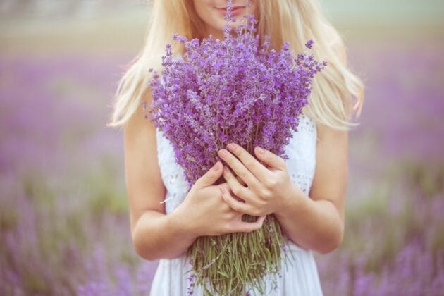 Lavender Flower Meaning, Symbolism, Mythology & Folklore | UniGuide