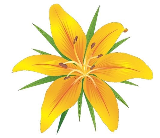 Lily Flower Meaning & Symbolism + Planting Lilies & Care Tips