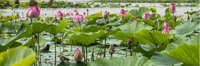 Lotus Flower Meanings & Symbolism + Planting, Care & Uses
