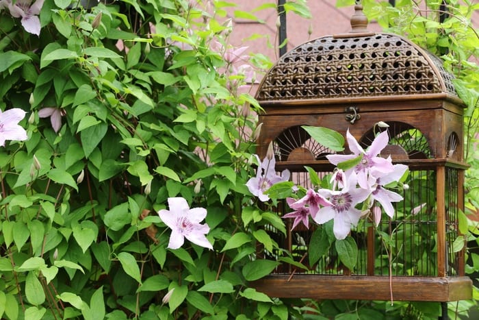 Clematis Flower Meaning, Symbolism, Mythology & Folklore