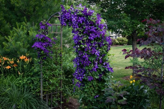 Clematis Flower Meaning, Symbolism, Mythology & Folklore