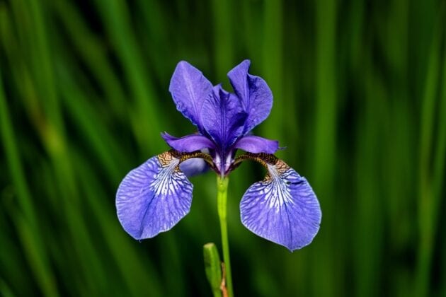 Iris Flower Meaning, Symbolism & Mythology + Planting Irises
