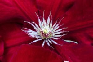 Clematis Flower Meaning, Symbolism, Mythology & Folklore