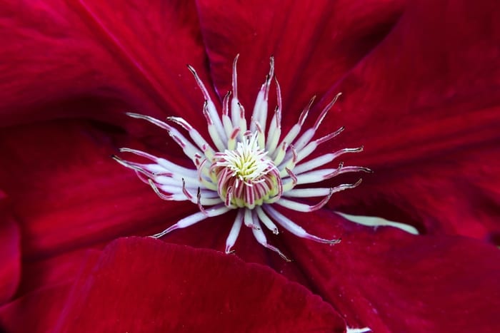 Clematis Flower Meaning, Symbolism, Mythology & Folklore