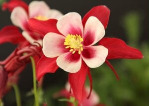 Columbine Flower Meaning, Symbolism, Mythology & Folklore | UniGuide