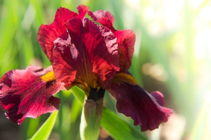 Iris Flower Meaning, Symbolism & Mythology + Planting Irises