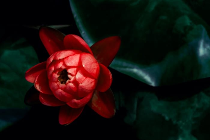 Lotus Flower Meanings & Symbolism + Planting, Care & Uses