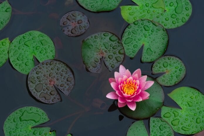 Lily Flower Meaning & Symbolism + Planting Lilies & Care Tips