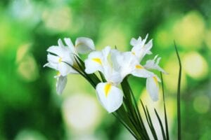 Iris Flower Meaning, Symbolism & Mythology + Planting Irises