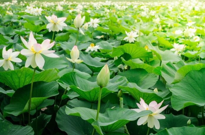 Lotus Flower Meanings & Symbolism + Planting, Care & Uses