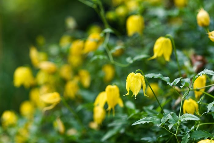 Clematis Flower Meaning, Symbolism, Mythology & Folklore