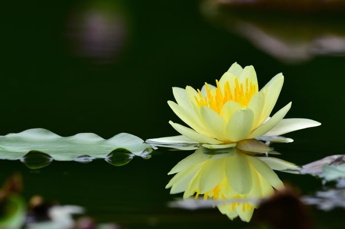 Lotus Flower Meanings & Symbolism + Planting, Care & Uses