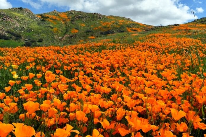 Poppy Flower Meaning and Symbolism: Honor & Remembrance