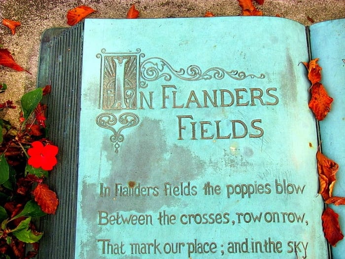 Poppy Flower Meaning and Symbolism: Honor & Remembrance