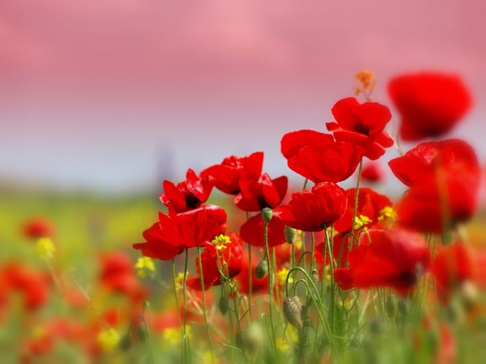 Poppy Flower Meaning and Symbolism: Honor & Remembrance