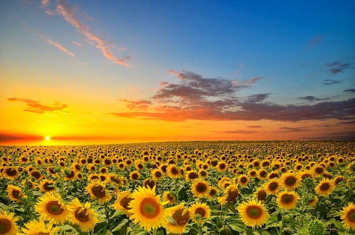 Sunflower Meaning, Symbolism, Mythology & Folklore | UniGuide