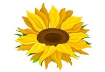 Sunflower Meaning, Symbolism, Mythology & Folklore | UniGuide