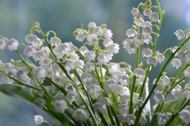 White Flower Symbolism & Meaning: Garden, Gifts, Occasions