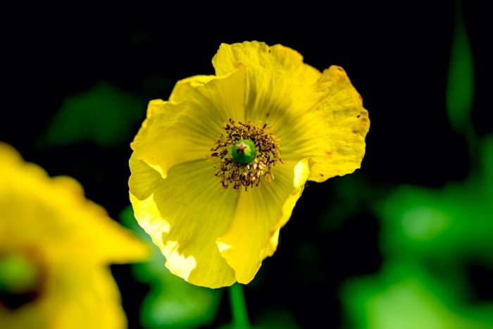 Poppy Flower Meaning and Symbolism: Honor & Remembrance