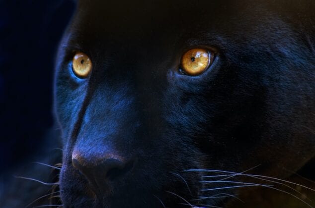 Leopard Symbolism & Meaning & the Leopard Spirit Animal