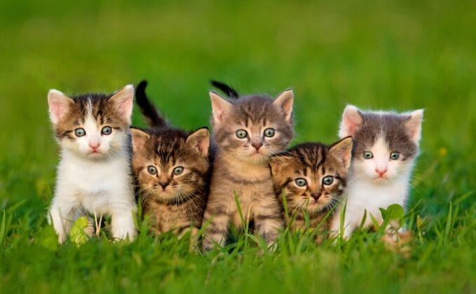 Cat Symbolism & Meaning & the Cat Spirit Animal | UniGuide
