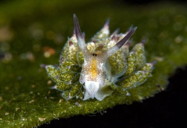 10 Leaf Sheep Facts [The Most Adorable Sea Slug] | UniGuide