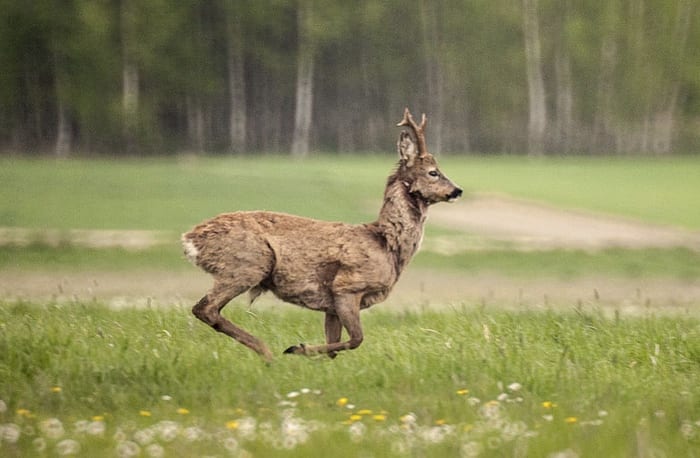 Deer Symbolism & Meaning & the Deer Spirit Animal | UniGuide