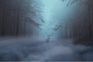 Deer Symbolism & Meaning & the Deer Spirit Animal | UniGuide