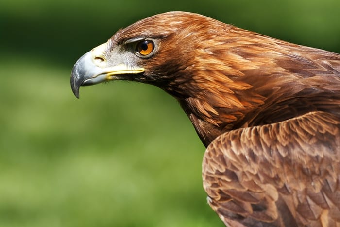 Eagle Meaning and Symbolism and the Eagle Spirit Animal