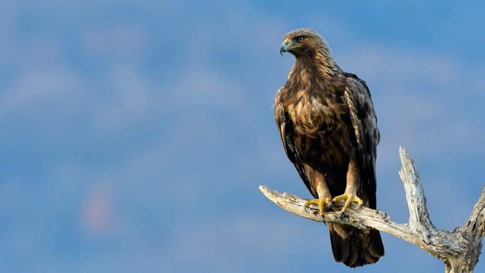 Eagle Meaning and Symbolism and the Eagle Spirit Animal