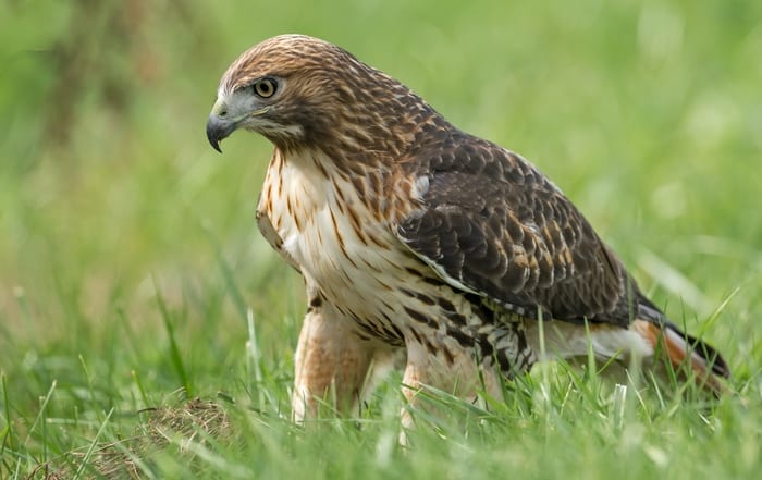 Hawk Symbolism & Meaning & the Hawk Spirit Animal | UniGuide