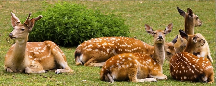 Deer Symbolism & Meaning & the Deer Spirit Animal | UniGuide