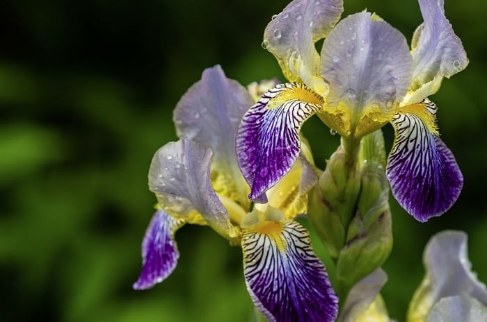 Iris Flower Meaning, Symbolism & Mythology + Planting Irises