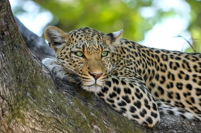 Leopard Symbolism Meaning The Leopard Spirit Animal