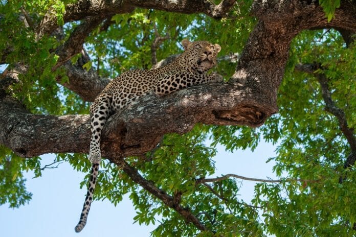 Leopard Symbolism & Meaning & the Leopard Spirit Animal